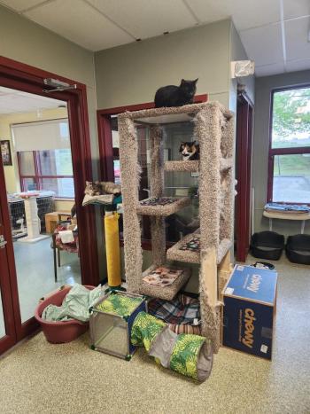 The Cat Adoption Room | warwickri