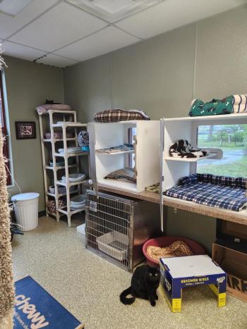 The Cat Adoption Room | warwickri