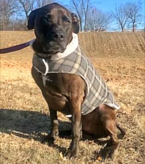 Warwick Animal Shelter | warwickri